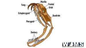 The ultimate guide to Dog Skull: 3 types and Images - WOMS