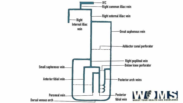 Femoral Vein Anatomy: Tributaries and 3 Clinical Significance - WOMS