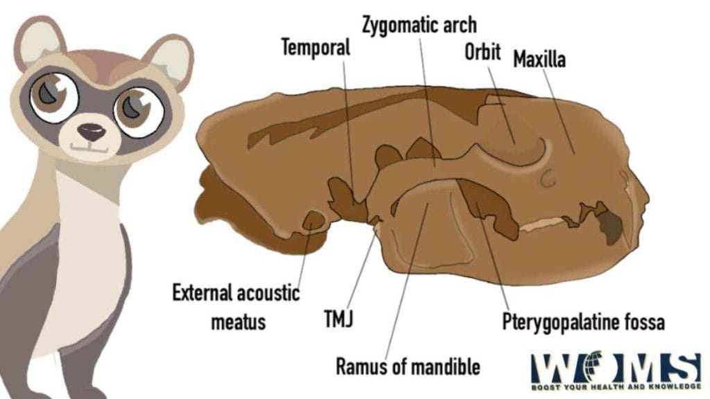 Diagram of Muscle Fiber: 3 Types, Functions, and Anatomy - WOMS