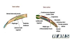 Floating Ribs In Human: Numbers, Location and Anatomy - WOMS